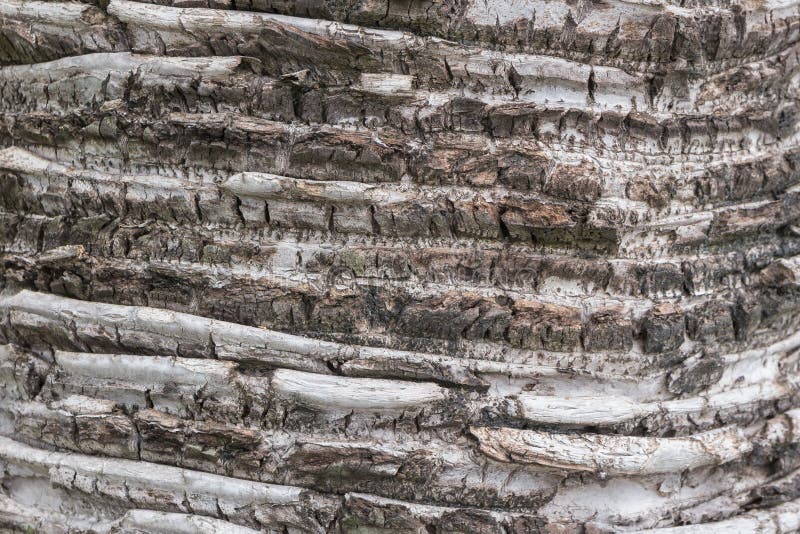 This is the Old Dry Coconut Bark Close-up Shot when Sunlight Fell on ...