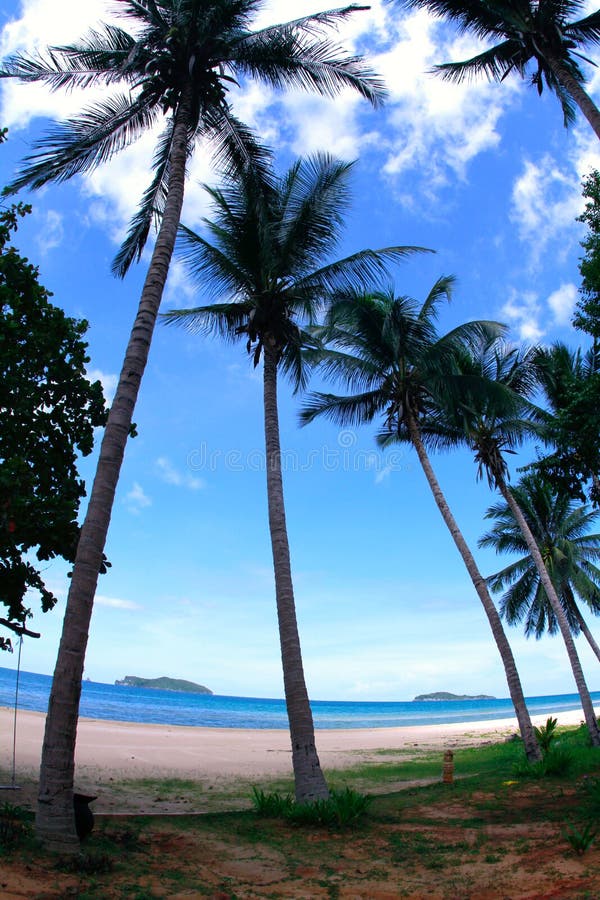 Coconut beach stock image. Image of nature, poolside - 16103813