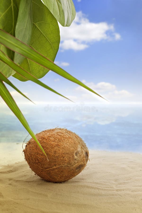 Coconut on the beach stock photo. Image of coastline - 13412954