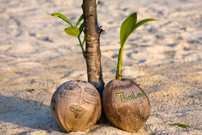 Coconut on the beach stock image. Image of face, drawing - 28871693