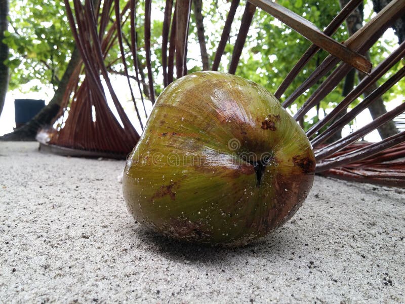 Coconut stock image. Image of coconut, life, produce - 43688133