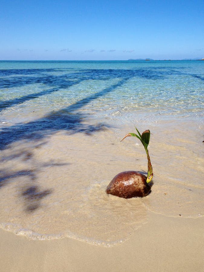 Coconut on beach stock photo. Image of lifestyles, color - 194257436