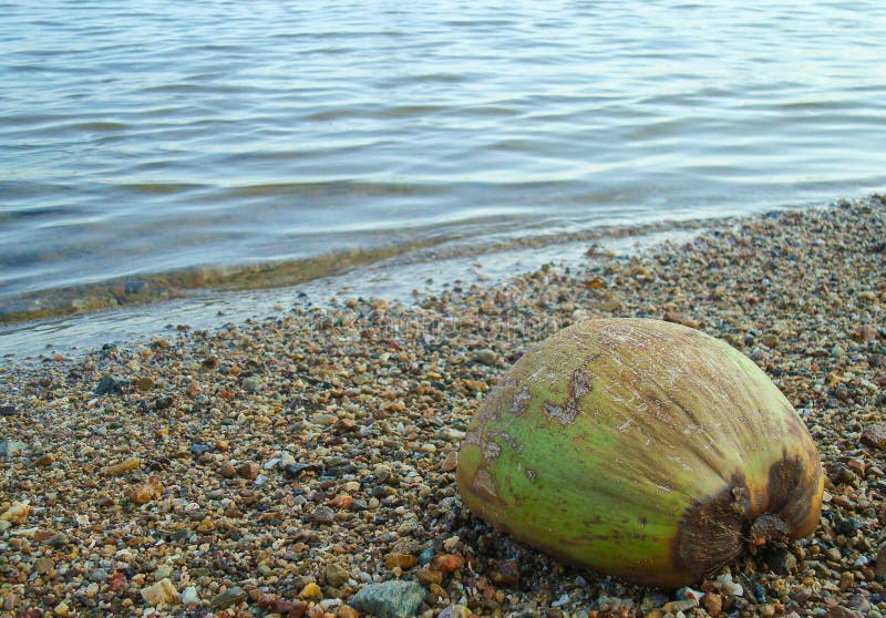 Coconut on the beach stock image. Image of rock, fresh - 62456215
