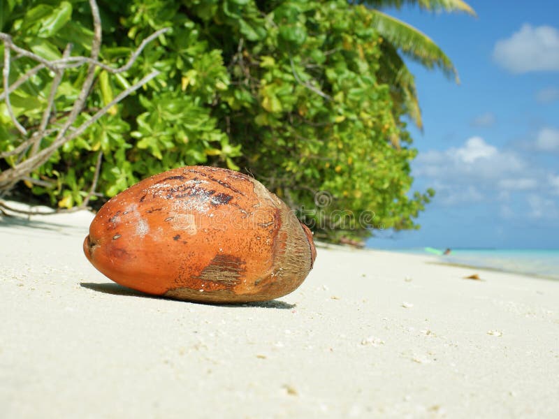 Coconut on the Beach on a Maldivian Island Stock Photo - Image of ...