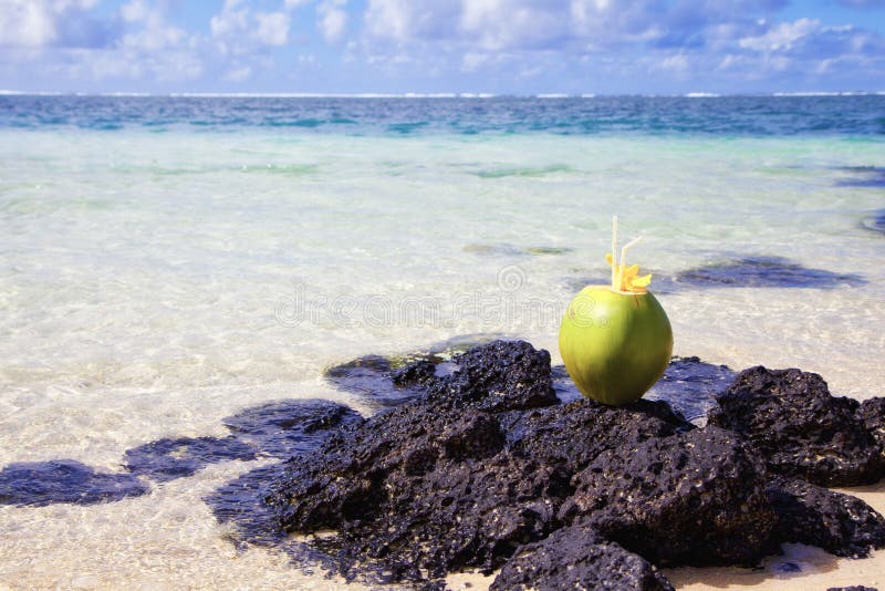 Coconut stock image. Image of flower, indian, fruit, alcohol - 29933517