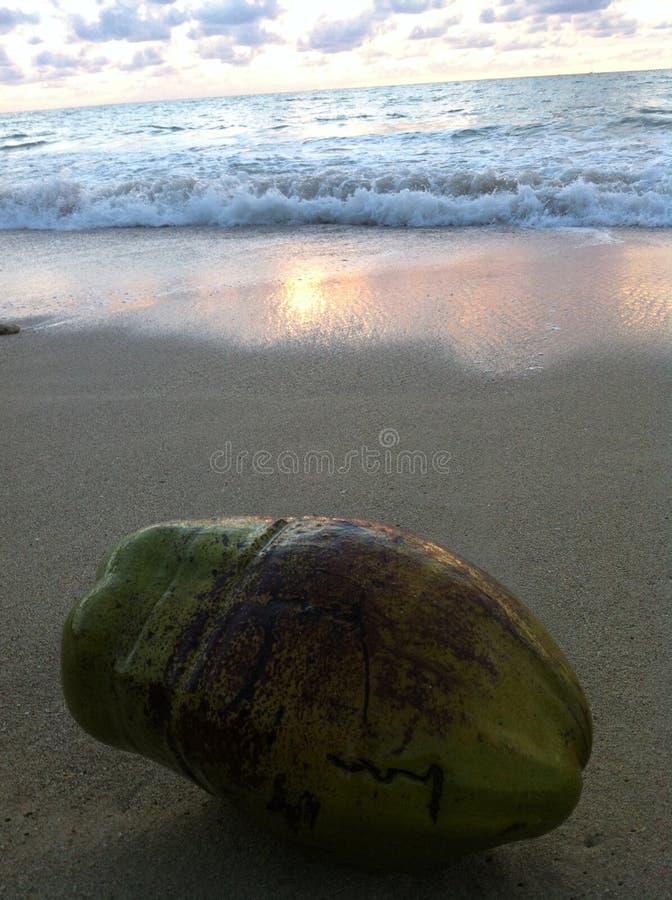 Coconut on beach stock image. Image of random, coconut - 49074921