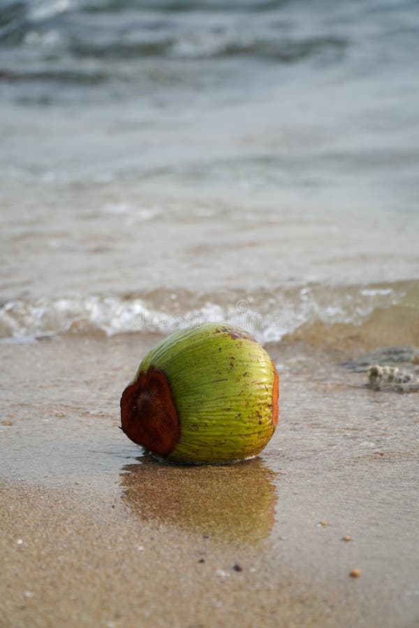 Coconut on the Beach with Sea Background,Coconut Juice Stock Image ...