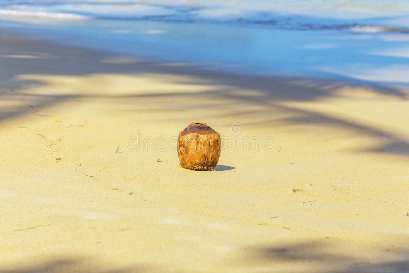 Coconut on the beach stock image. Image of lagoon, ocean - 89852621