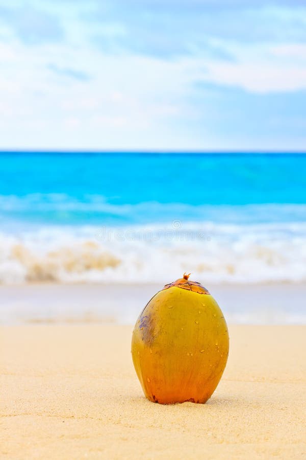Coconut on a Beautiful Beach in Cuba Stock Photo - Image of holiday ...