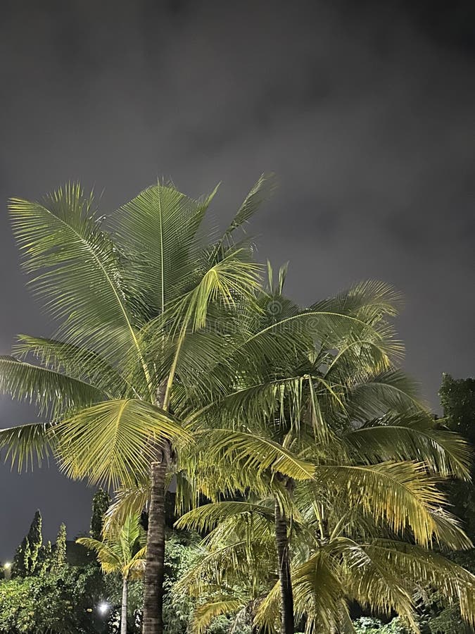 Coconut stock image. Image of beautiful, plant, grass - 284829283