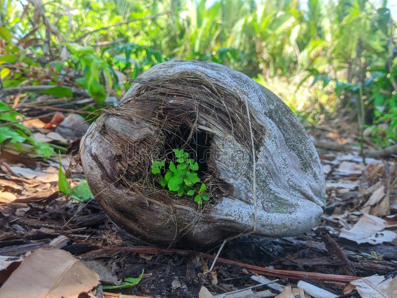 Coconut Belt Overgrown with Fern Seeds Stock Image - Image of fern ...