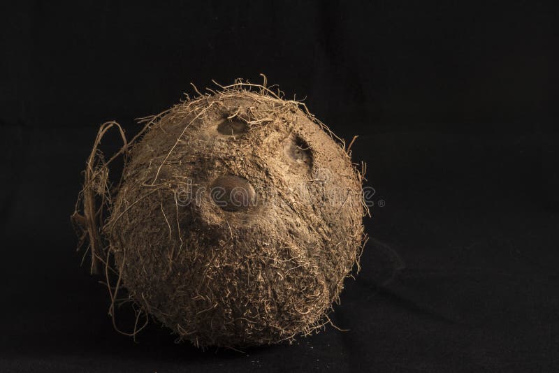 2,527 Funny Coconut Stock Photos - Free & Royalty-Free Stock Photos ...