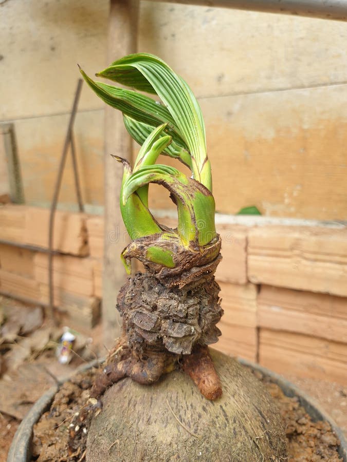 Coconut bonsai stock image. Image of bonsai, cocopandan - 261747445