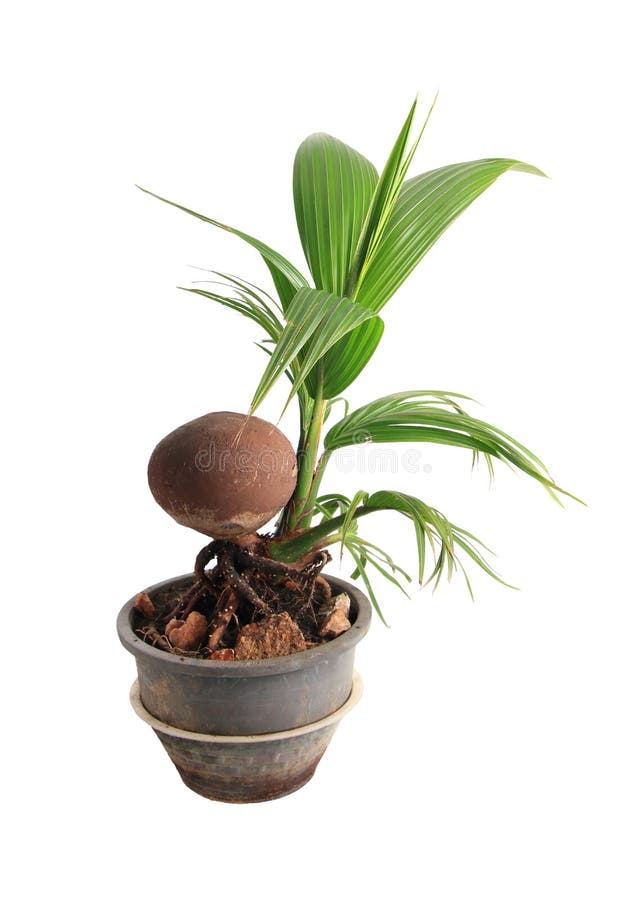 Coconut Bonsai Tree on Pot Hobbies Interior Home Nature Garden Design ...