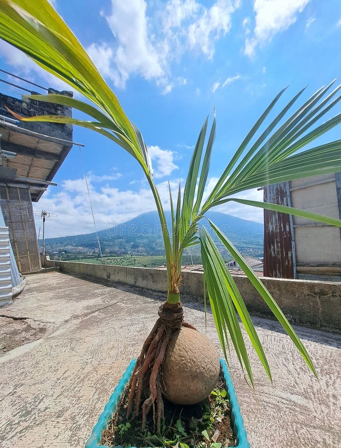 Coconut bonsai stock image. Image of coconut, turns - 326076423