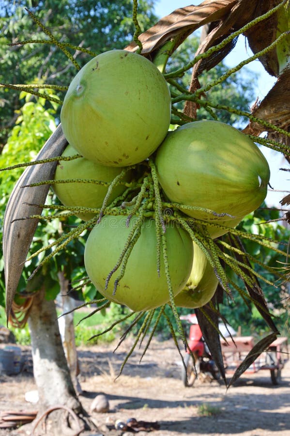 Coconut on Branch in Backyard Garden Stock Photo - Image of product ...