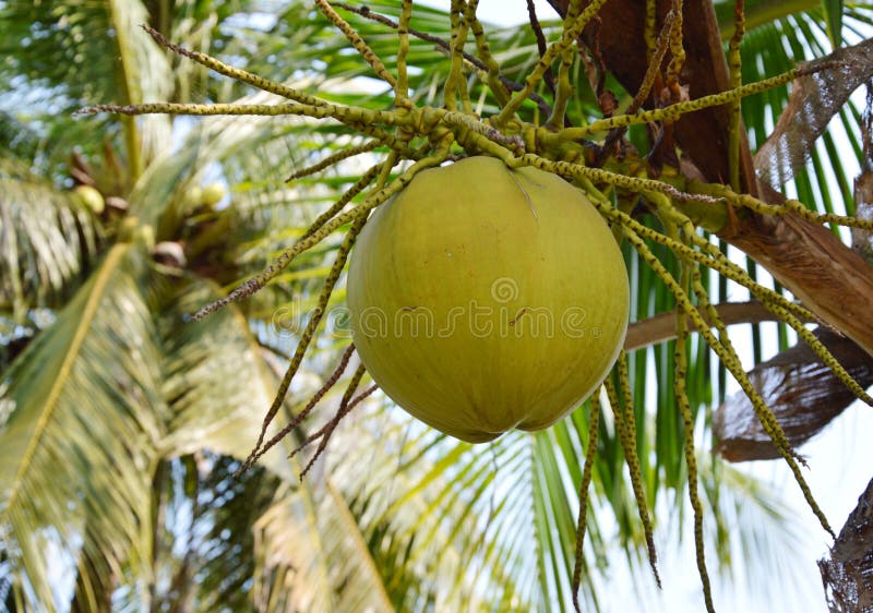 Coconut on branch in farm stock image. Image of leaf - 66931913