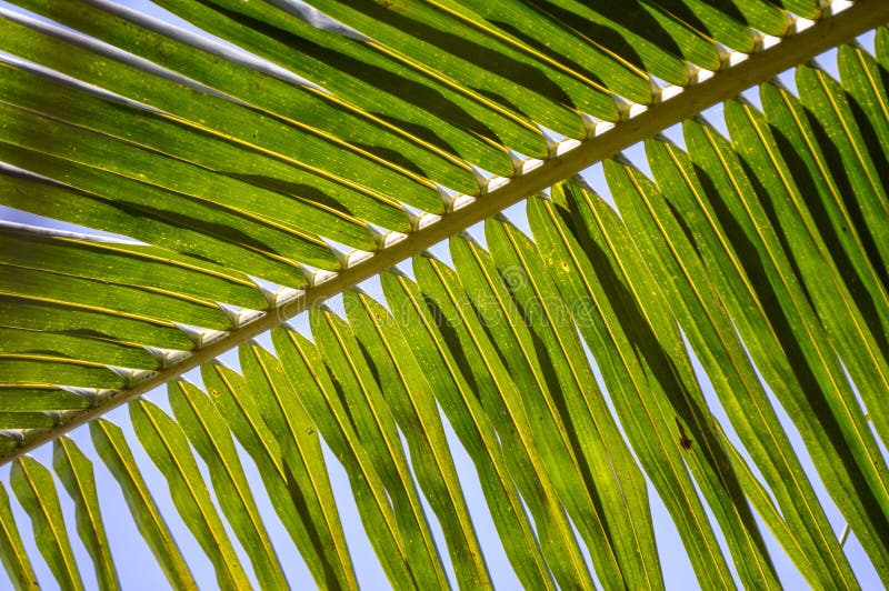 Coconut branch tree stock photo. Image of leaves, fresh - 57858974
