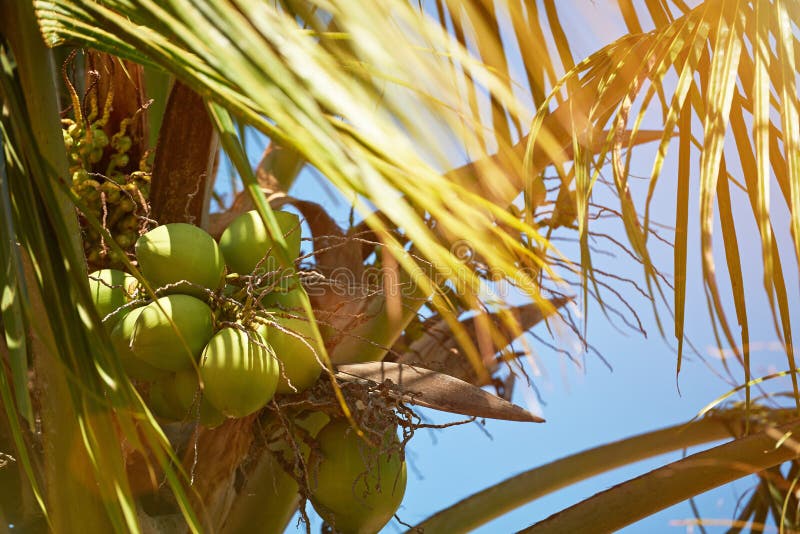 Coconut on branch. stock photo. Image of nature, fruit - 32549942