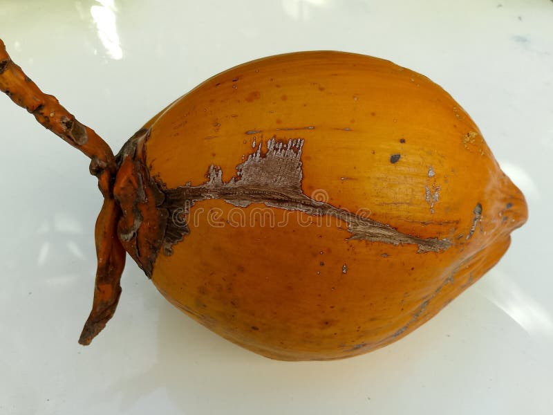 A Coconut with a Brick Red Color Lying on a White Board Stock Photo ...