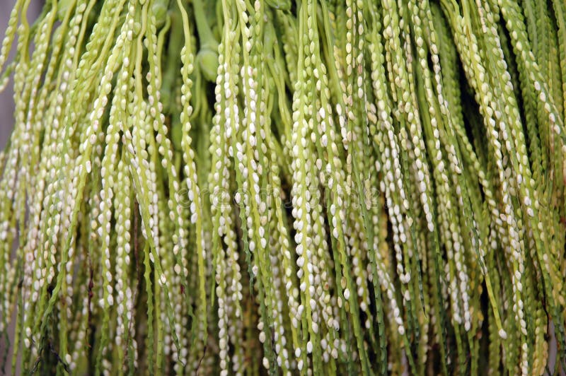Coconut bud stock photo. Image of budding, green, cycad - 30707052