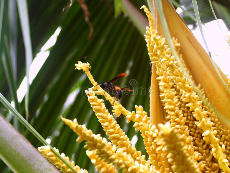 Coconut and bug 1 stock image. Image of tree, plant, nature - 1120465