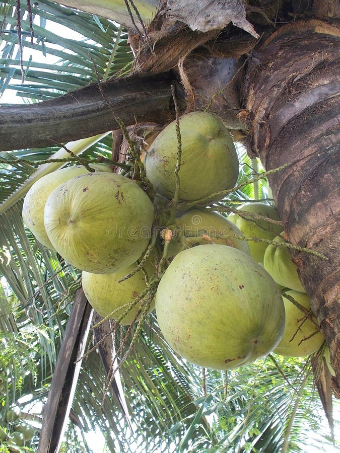 Bunch of Coconut at the Tree Stock Image - Image of fresh, closeup ...