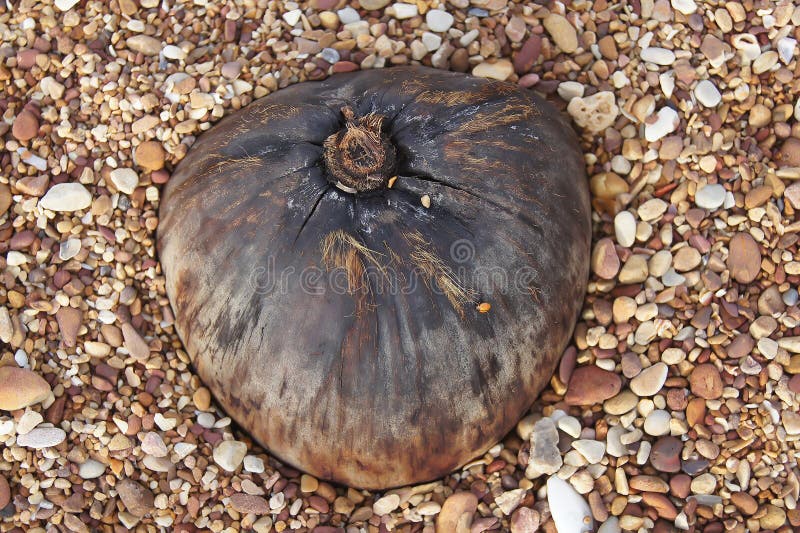 Coconut Buried and Stone Underwater Rocky Beach Stock Image - Image of ...
