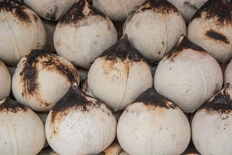 Coconut Burn, Coconut Juice. Stock Image - Image of group, healthy ...