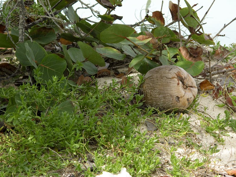 Coconut tree stock photo. Image of nature, subtropical - 14541924