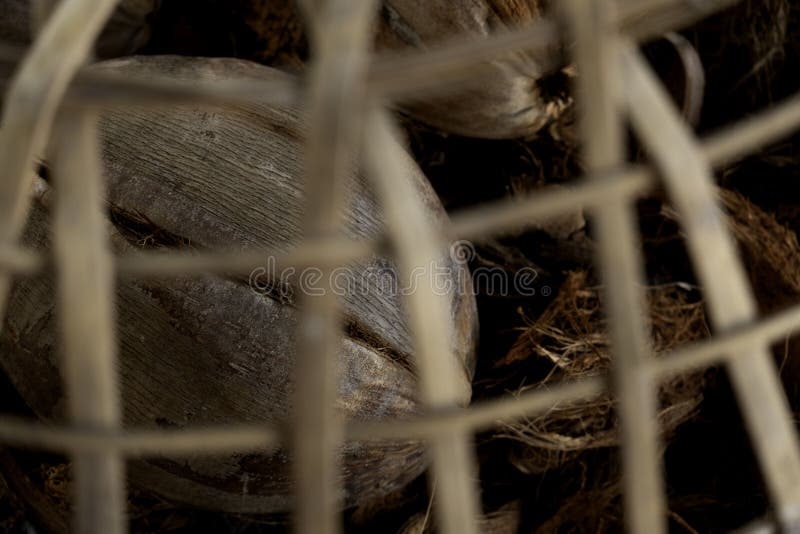 The Coconut is in the Cage. it S Bulk Stock Photo - Image of fruit ...