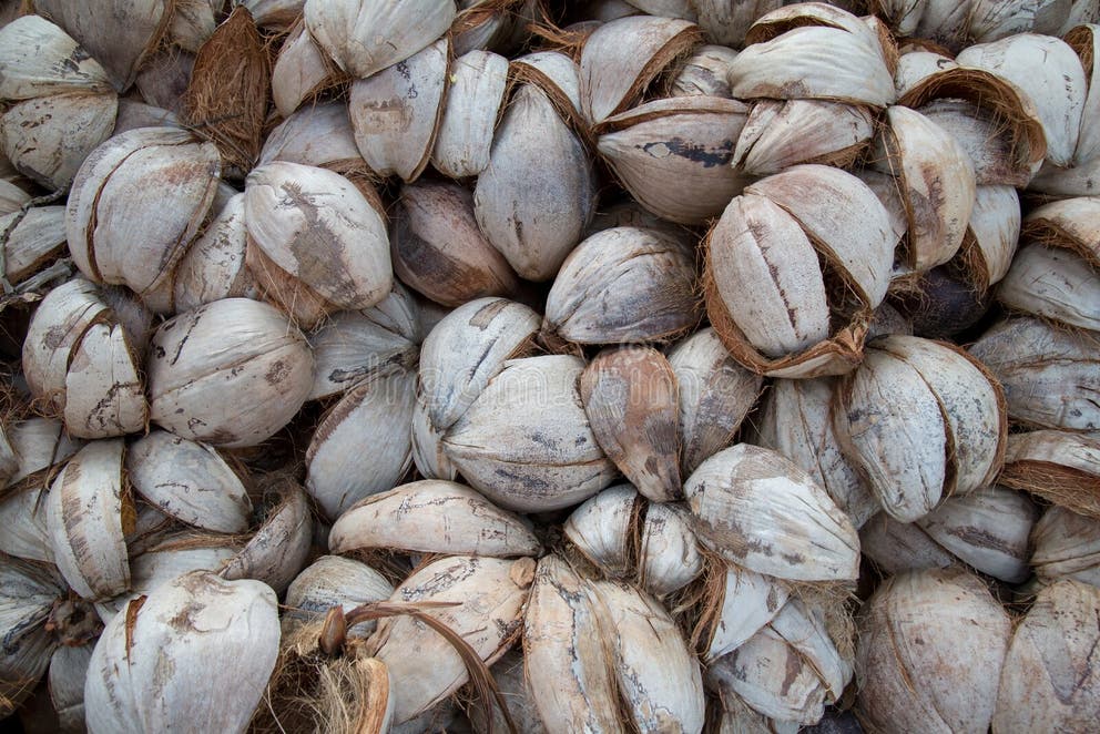 Coconut case. stock photo. Image of group, circle, fresh - 45717036