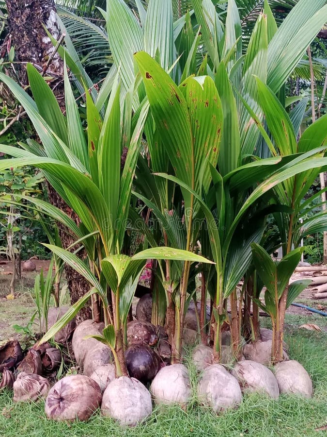 Coconut city stock image. Image of home, coconut, garden - 276546541