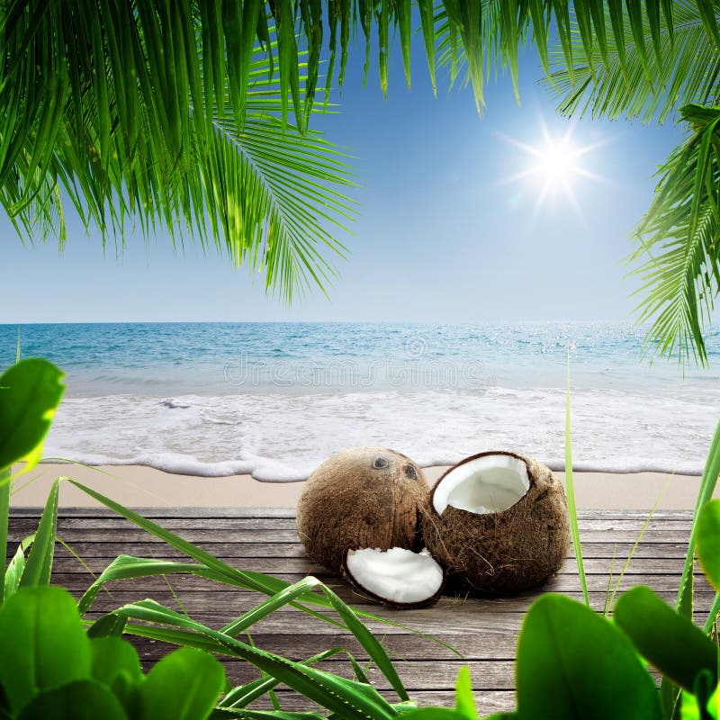 Coconut and hut stock photo. Image of equator, shack, crib - 2299946