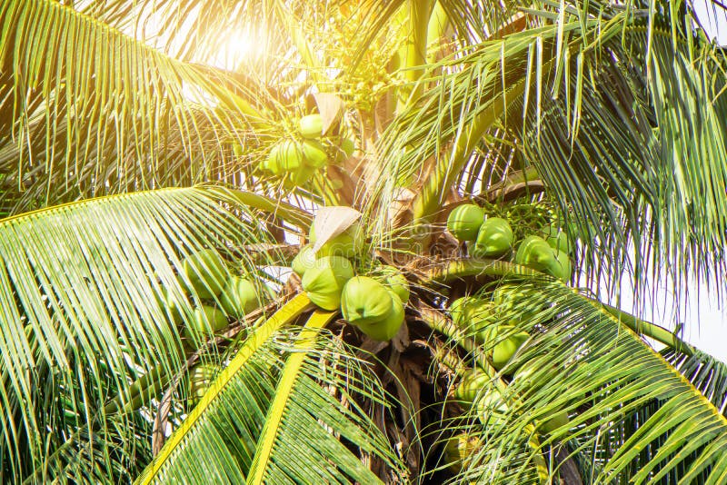 Coconut Cluster on Coconut Tree,Fresh Coconut on the Plam Tree,thailand ...