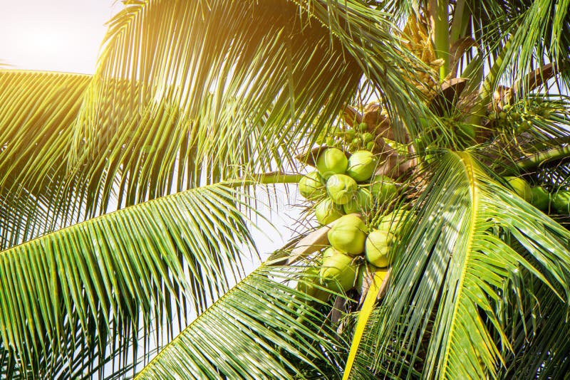 Coconut Cluster on Coconut Tree,Fresh Coconut on the Plam Tree,thailand ...