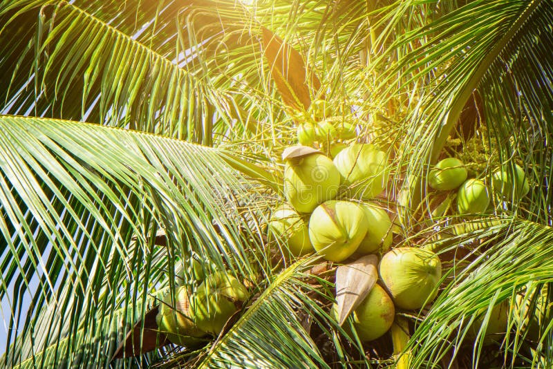 Coconut Cluster on Coconut Tree,Fresh Coconut on the Plam Tree,thailand ...