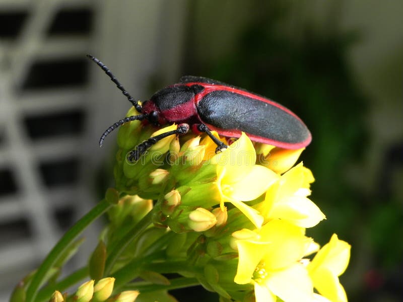 Coconut Cockroach Beetle stock photo. Image of cockroach - 340586194