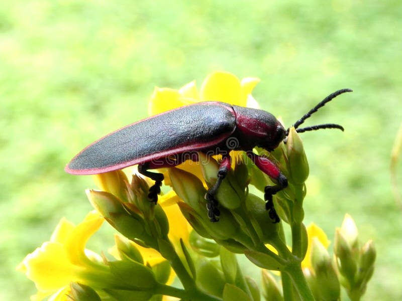 Coconut Cockroach Beetle stock image. Image of flower - 340586201