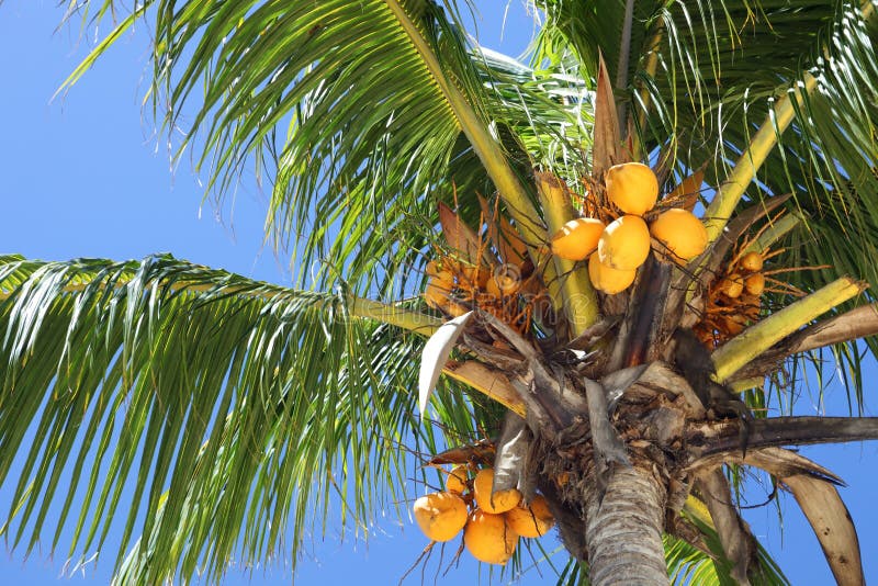 Coconut, coco palm tree stock image. Image of coconut - 20607837