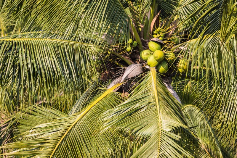 Coconut in Coconut Garden stock image. Image of coconut - 68496009