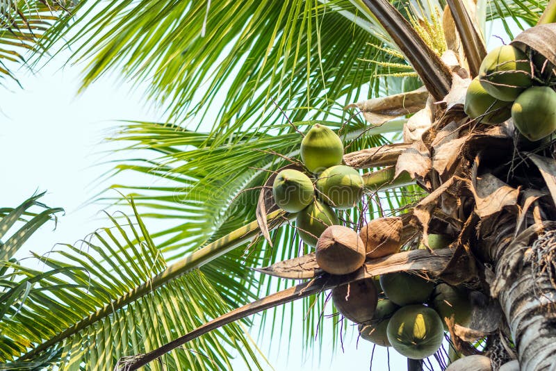 Coconut on coconut tree. stock image. Image of objects - 69248561