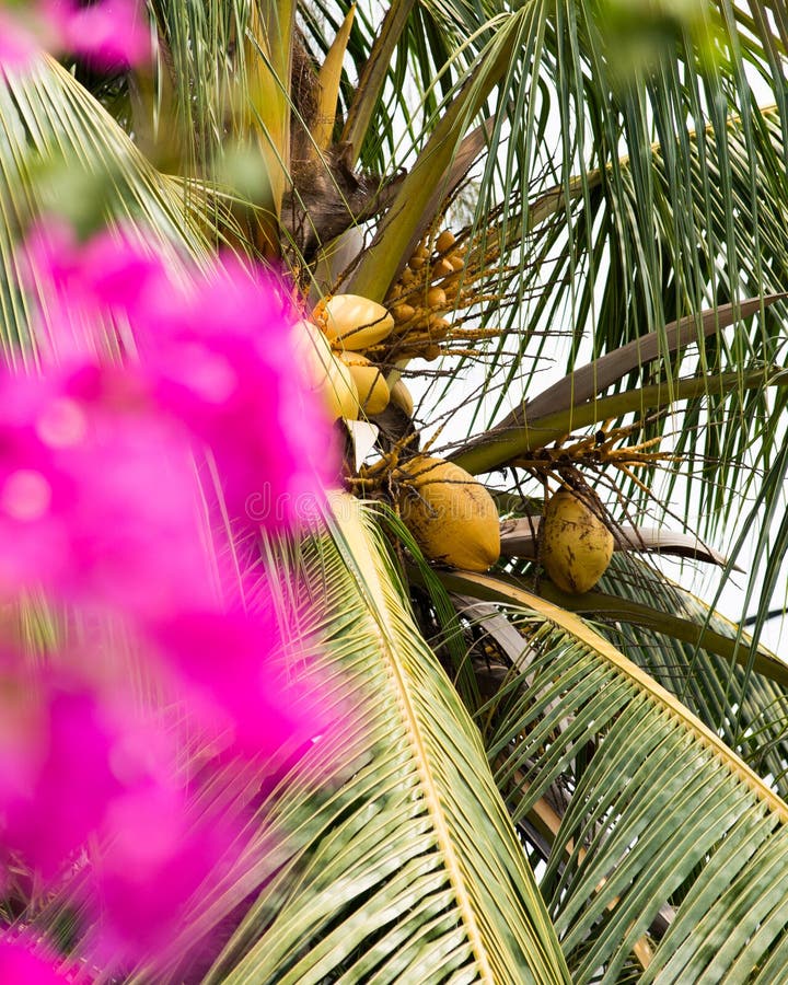 Coconut stock photo. Image of beach, flower, pink, coconut - 118579782