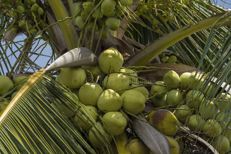 Coconut and Coconut Tree in Tropical Country Stock Photo - Image of ...