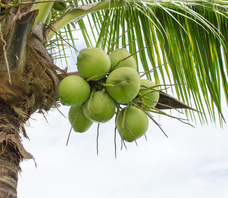 Coconut stock photo. Image of tree, coconut, fresh, stems - 43374524