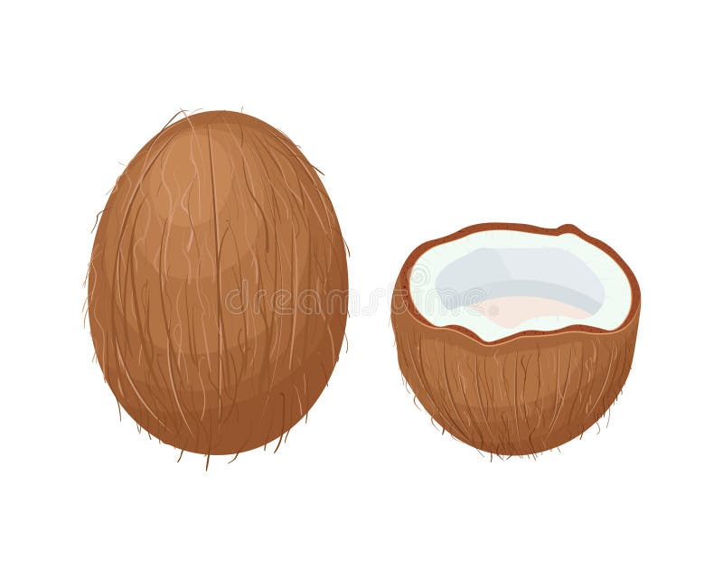 Coconut. Coconut. Coconuts are Open and Whole. a Tropical Fruit Stock ...