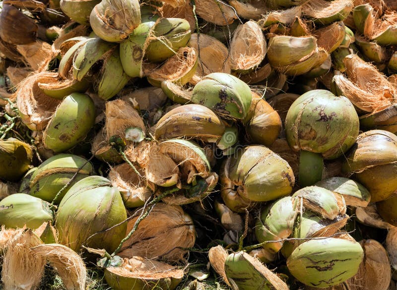 Coconut Coir Coco shells stock image. Image of plant - 218765233