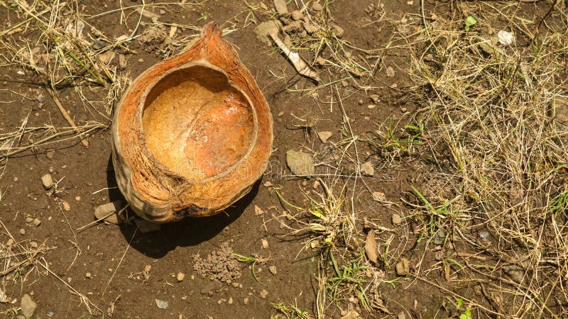 Coconut Fiber Shells on the Ground Stock Image - Image of healthy ...