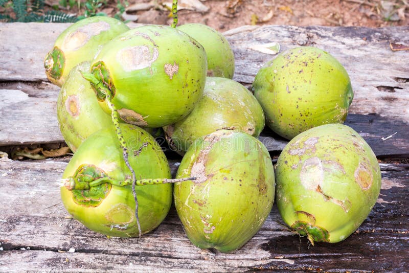 Coconut. SPA Collection. stock image. Image of hand, cream - 20474041