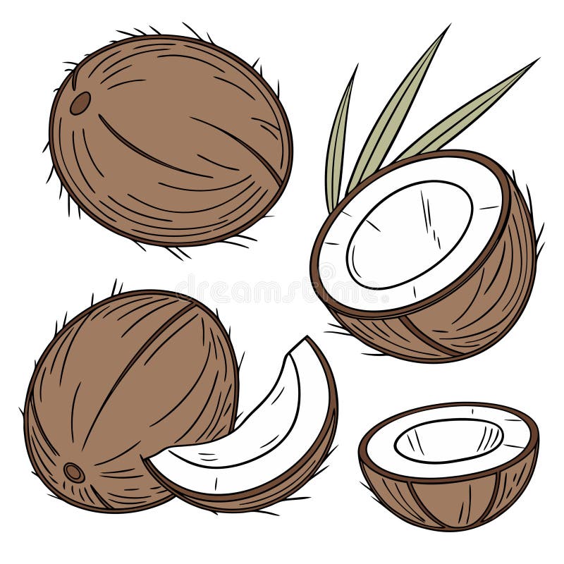 Coconut Collection – Whole, Halves, and Slices Isolated on White Stock ...